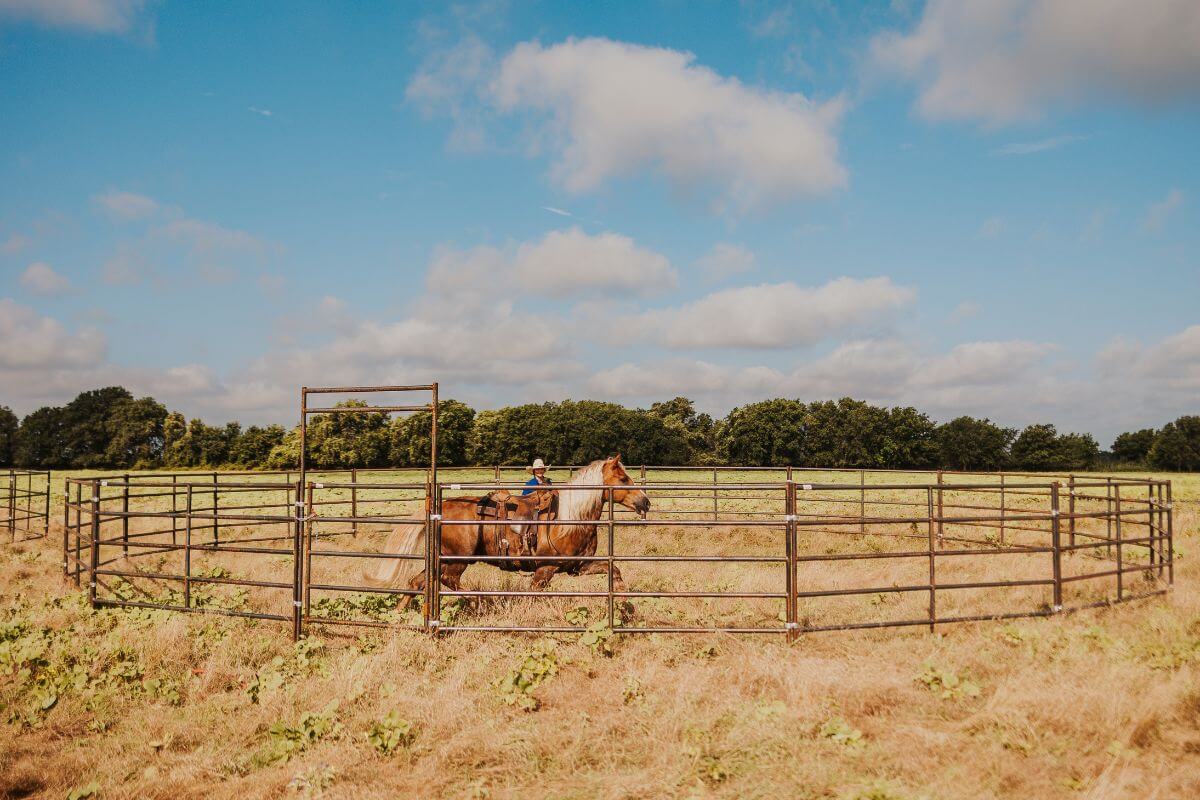 What is the Best Round Pen Size? – Seven Peaks Fence and Barn