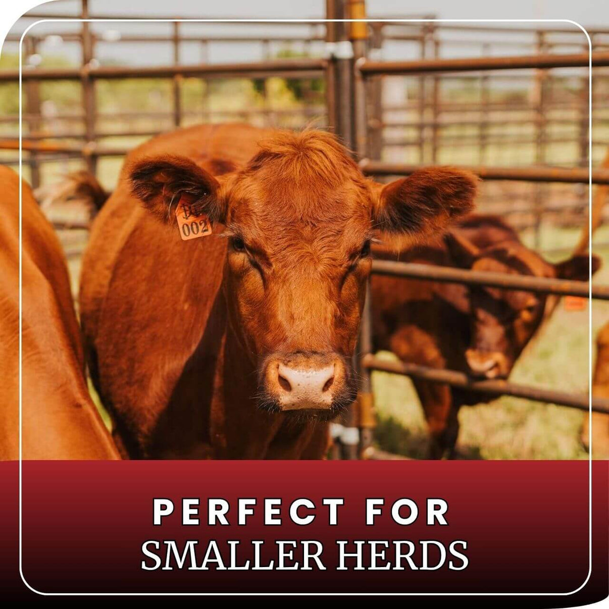 8-10 Head Cattle System | 90° Sweep, Alley & 2 Pens – Seven Peaks Fence ...