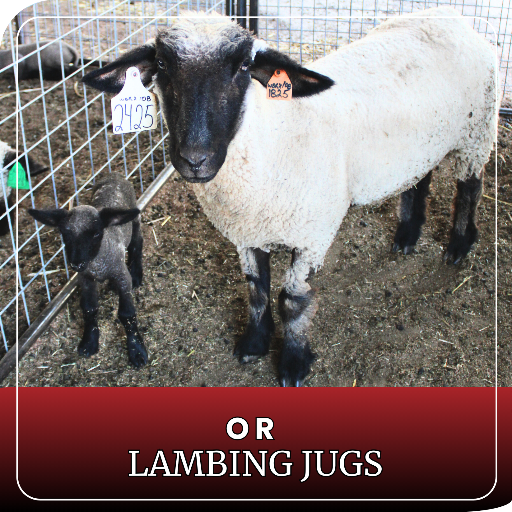 5x5 Livestock Pen Kit | Small or Large Livestock Panel Setup – Seven ...